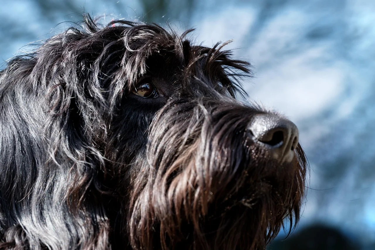 Schnauzer: El Perro con Bigote que Esconde Secretos Fascinantes - mundodogs